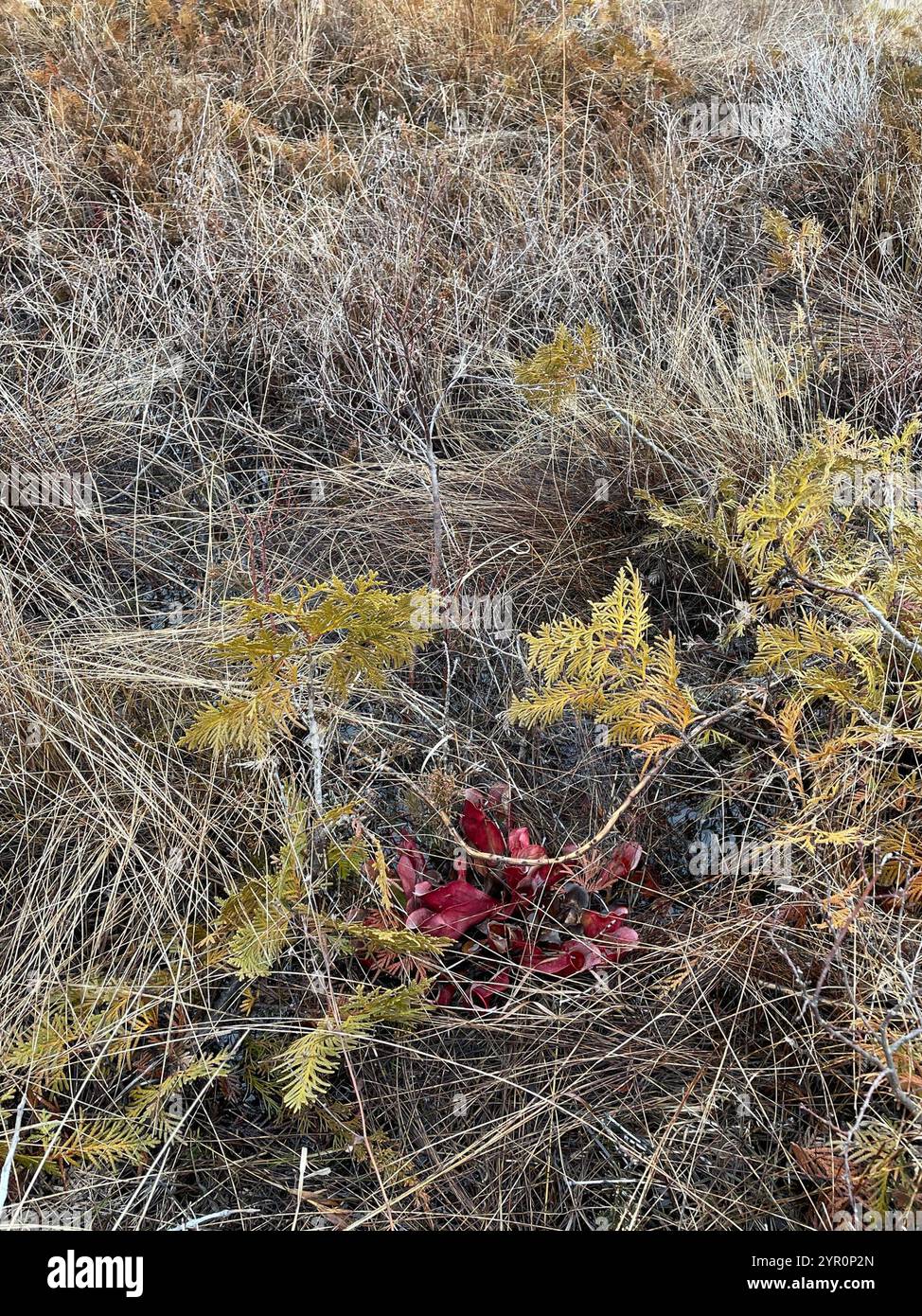 northern purple pitcher plant (Sarracenia purpurea purpurea Stock Photo ...