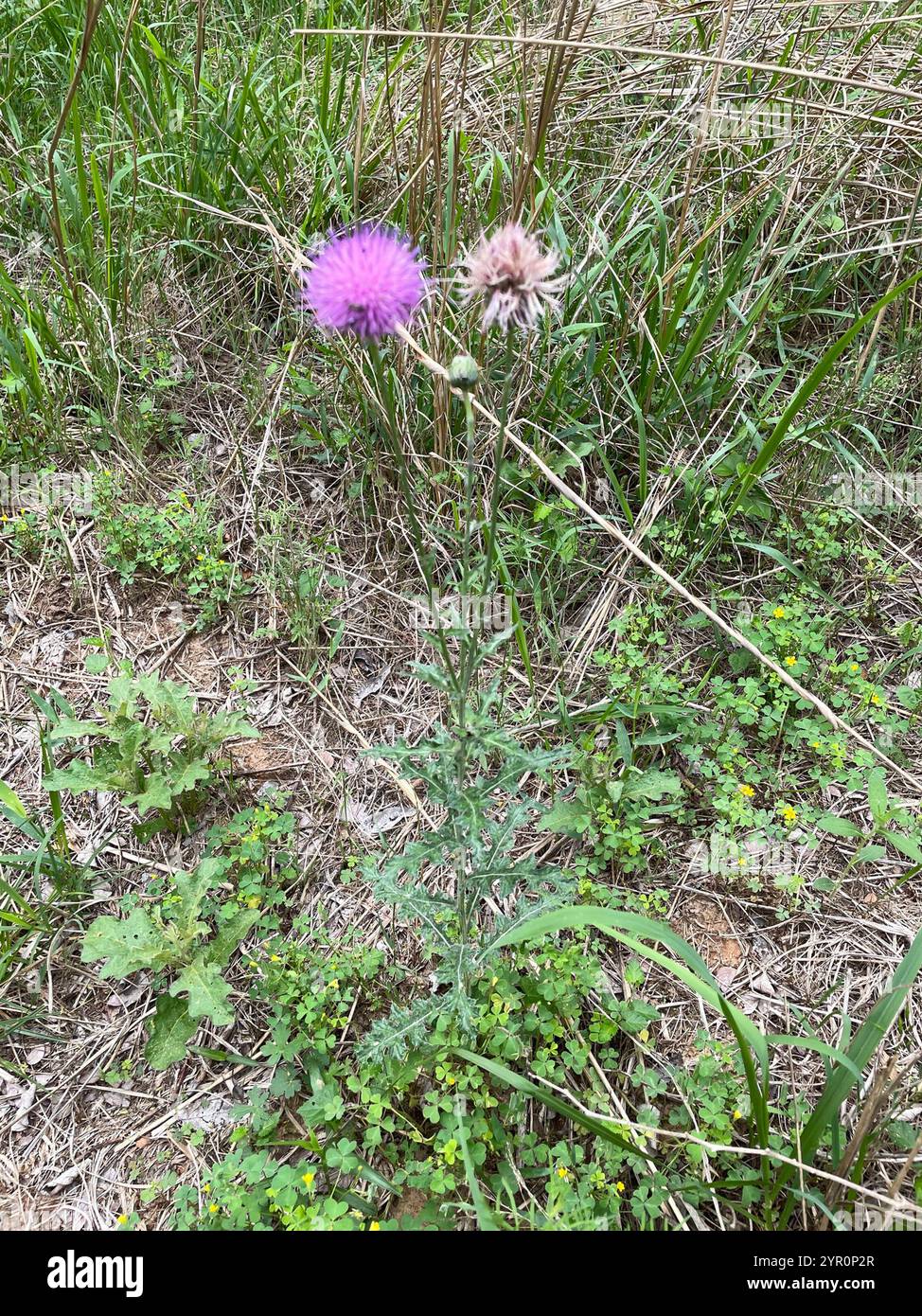 Texas Thistle (Cirsium texanum Stock Photo - Alamy