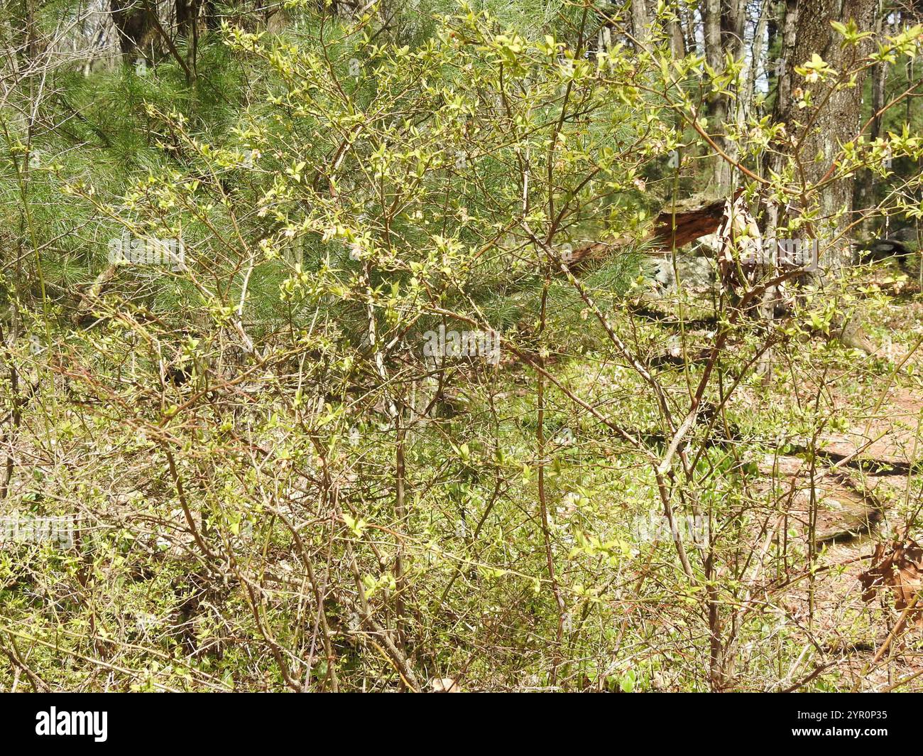 Northern highbush blueberry (Vaccinium corymbosum Stock Photo - Alamy