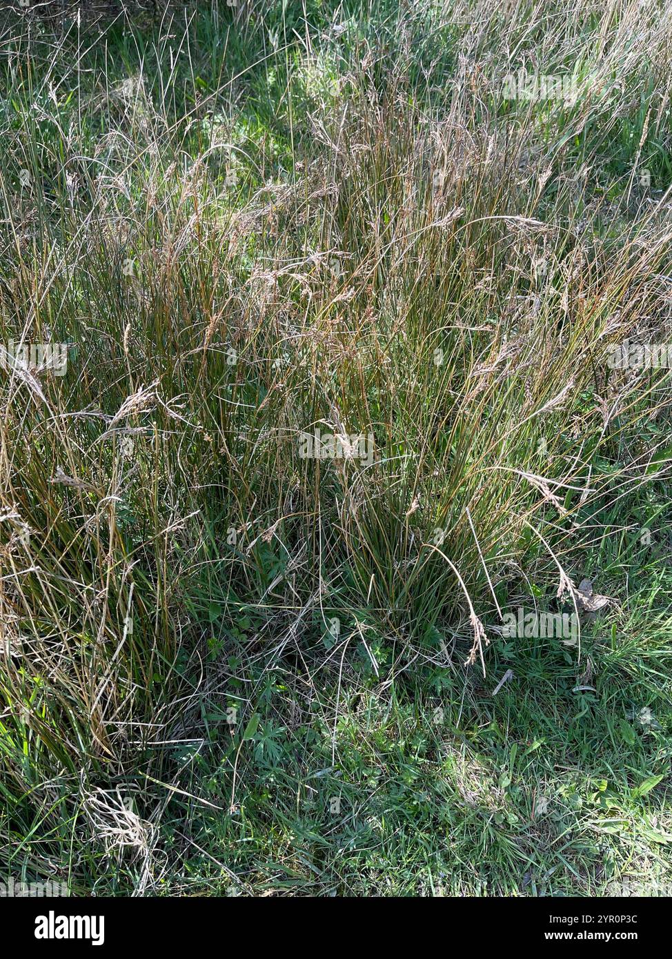 Hard Rush (Juncus inflexus Stock Photo - Alamy