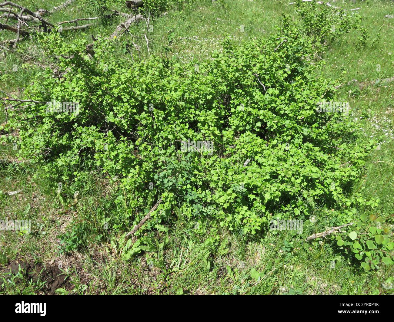 Canadian gooseberry hi-res stock photography and images - Alamy
