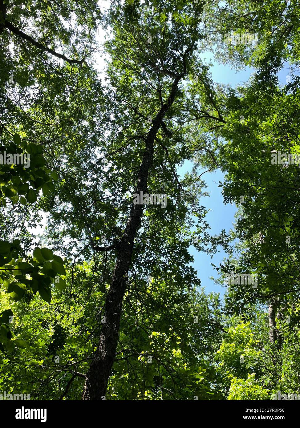 Cedar Elm (Ulmus crassifolia Stock Photo - Alamy