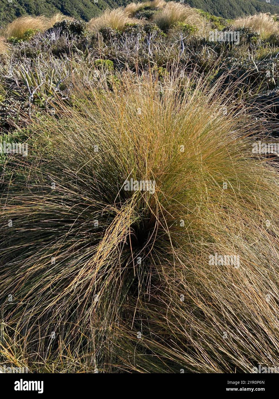 red tussock grass (Chionochloa rubra Stock Photo - Alamy