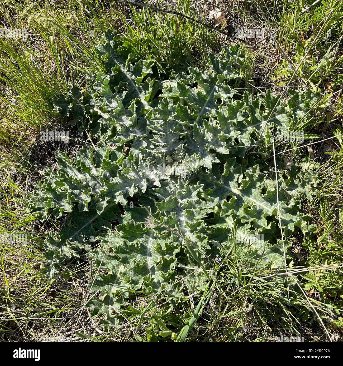 cotton thistle (Onopordum acanthium Stock Photo - Alamy