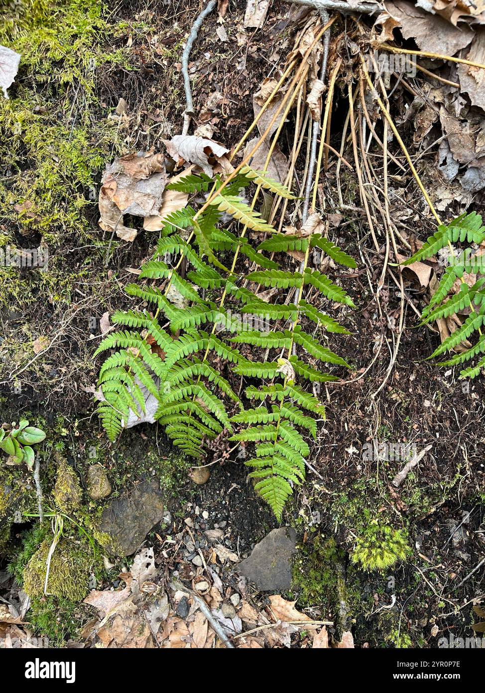 marginal wood fern (Dryopteris marginalis Stock Photo - Alamy