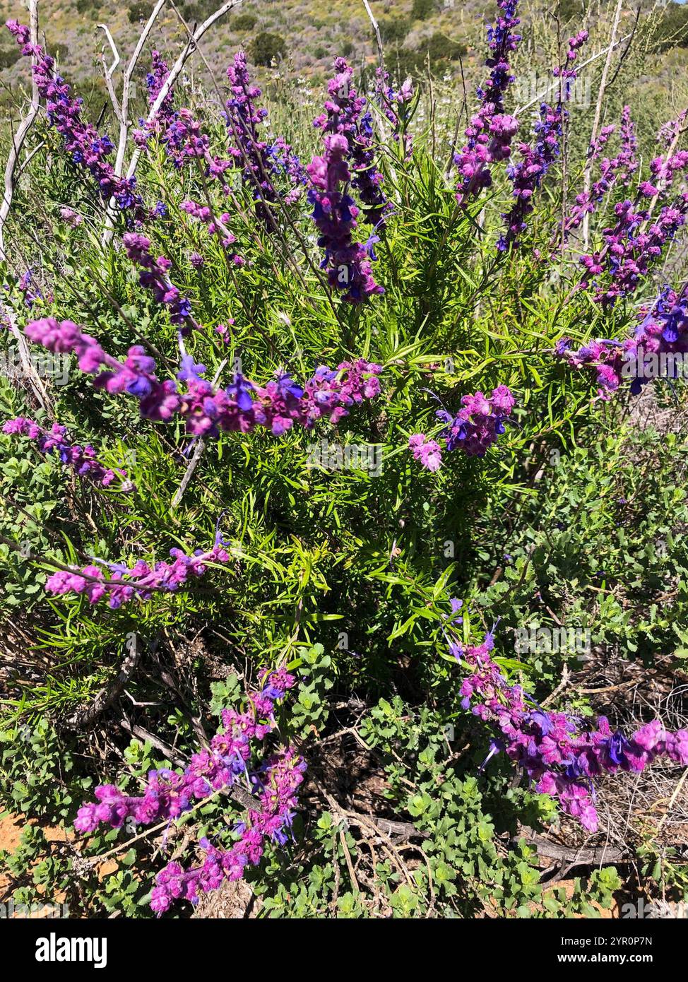 woolly bluecurls (Trichostema lanatum Stock Photo - Alamy