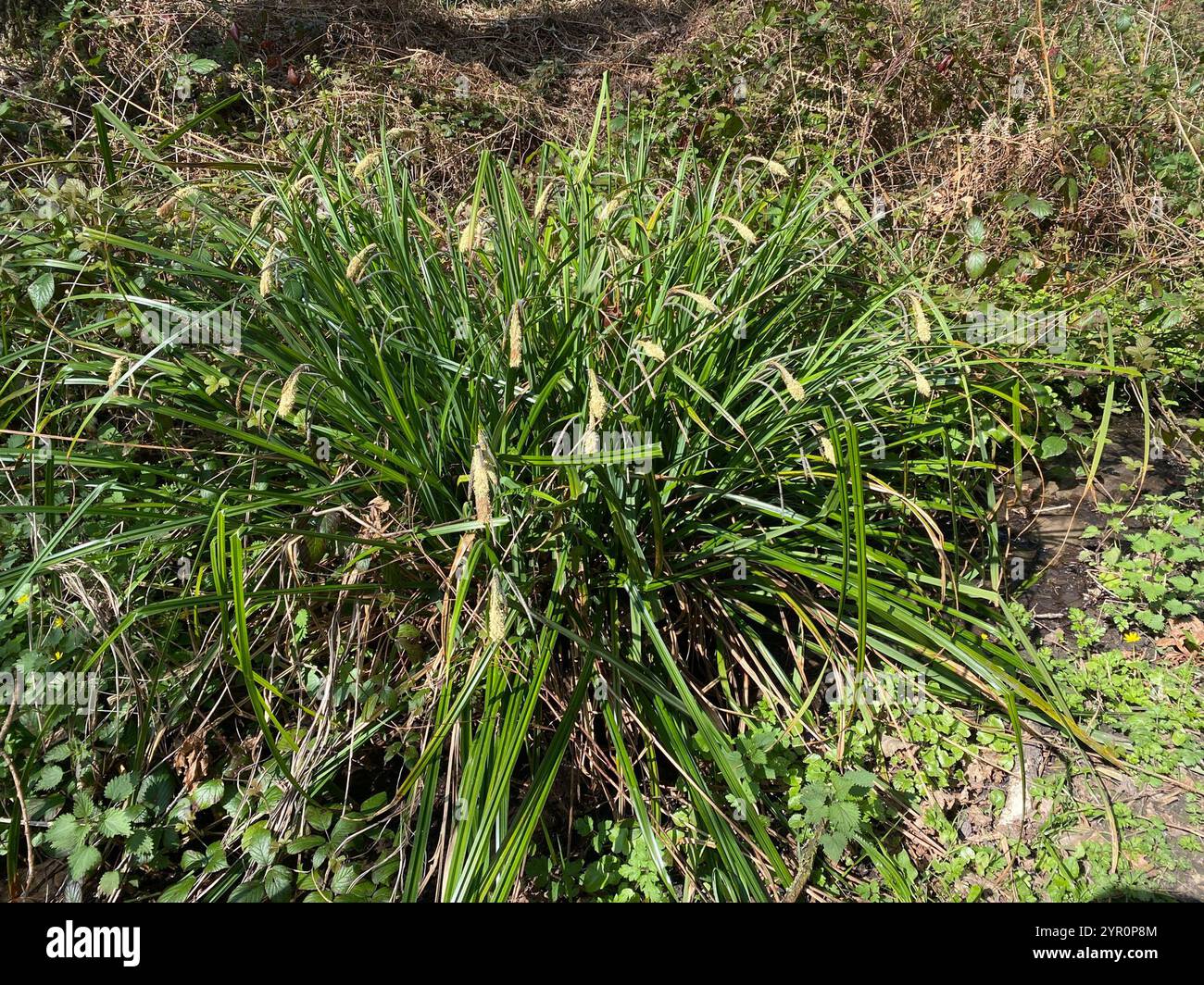 Hanging sedge (Carex pendula Stock Photo - Alamy