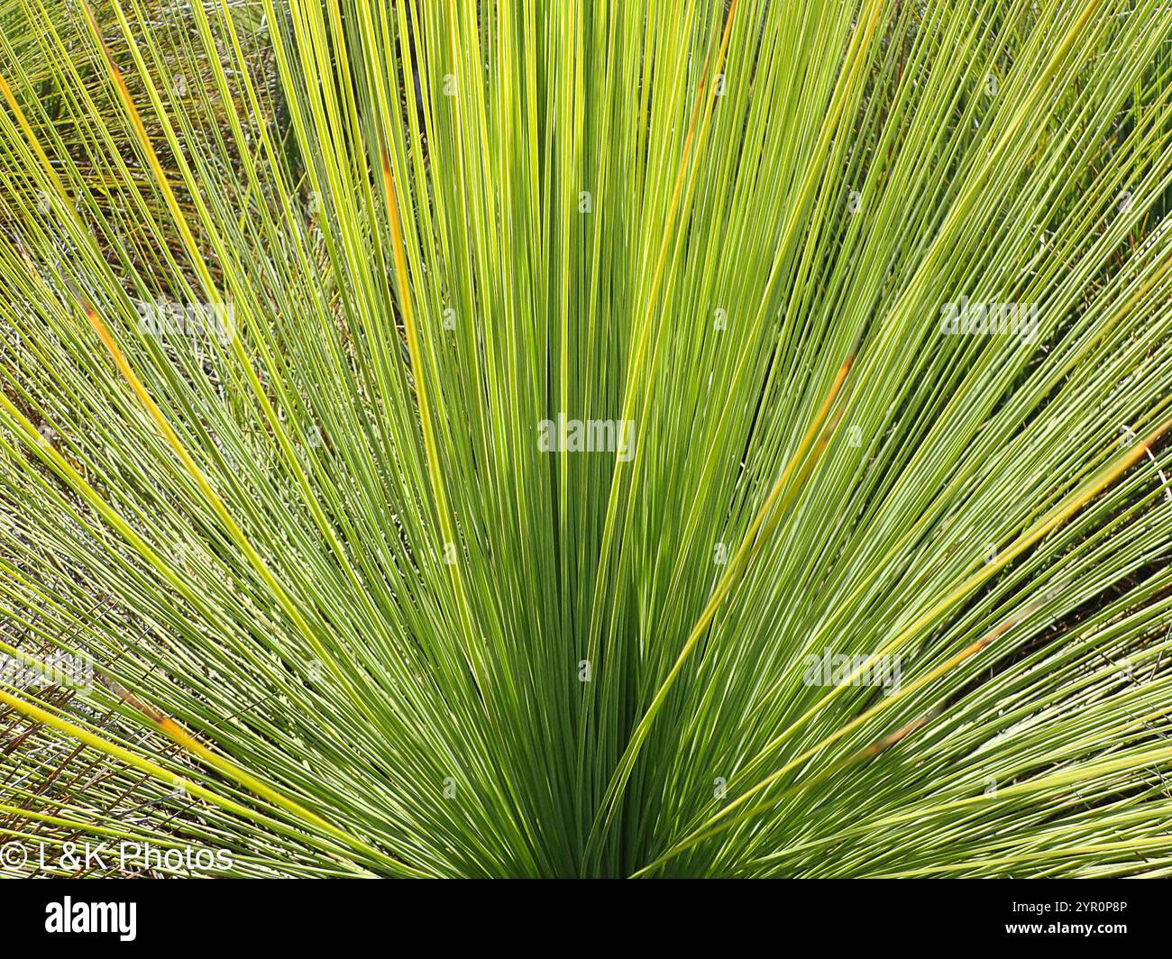 Austral Grass-tree (Xanthorrhoea australis Stock Photo - Alamy