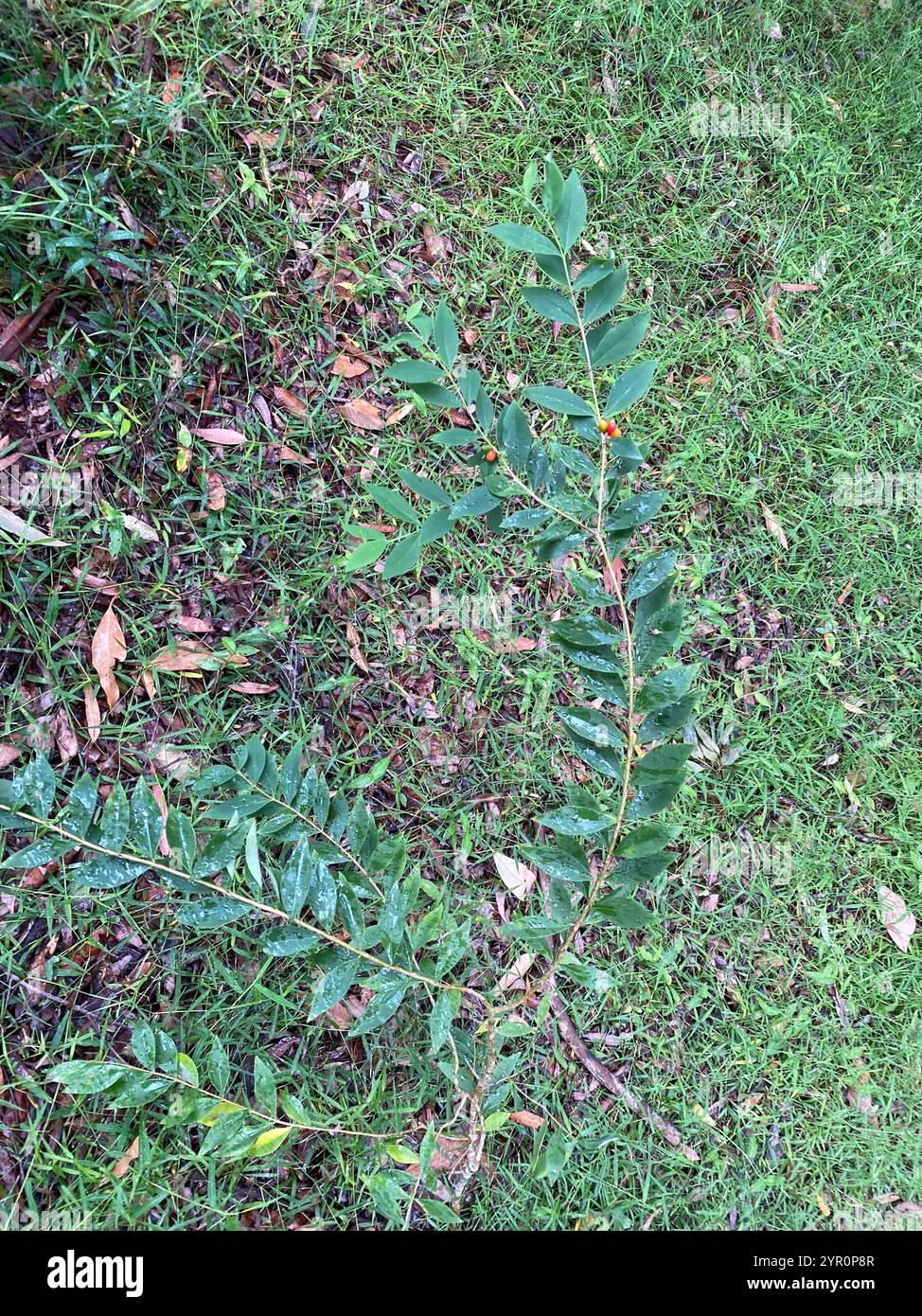 Bootlace Plant (Wikstroemia indica Stock Photo - Alamy