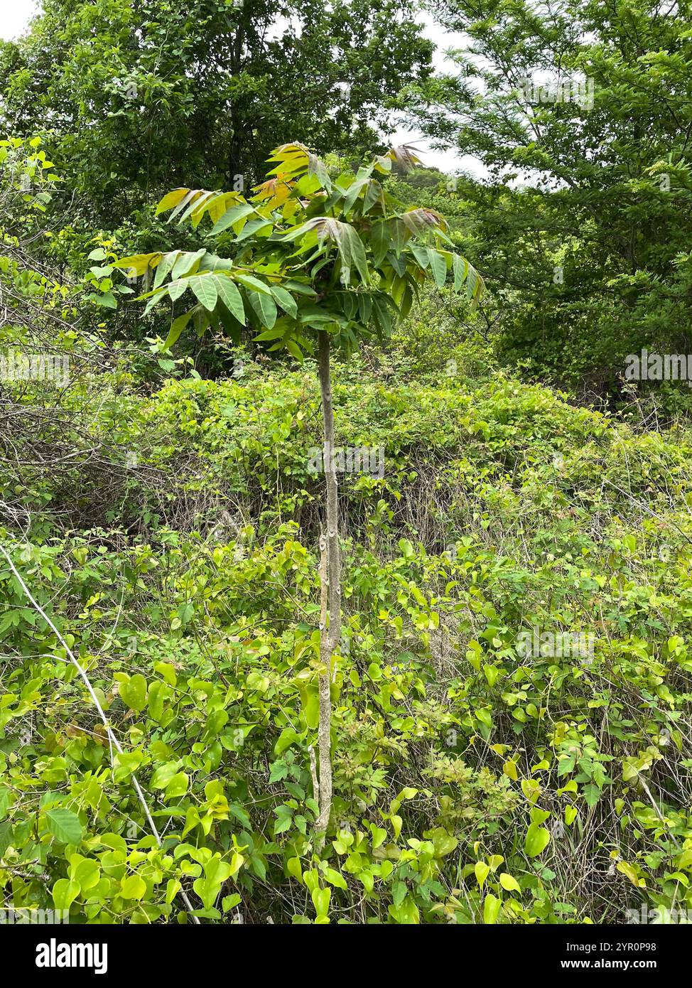 tree-of-heaven (Ailanthus altissima Stock Photo - Alamy
