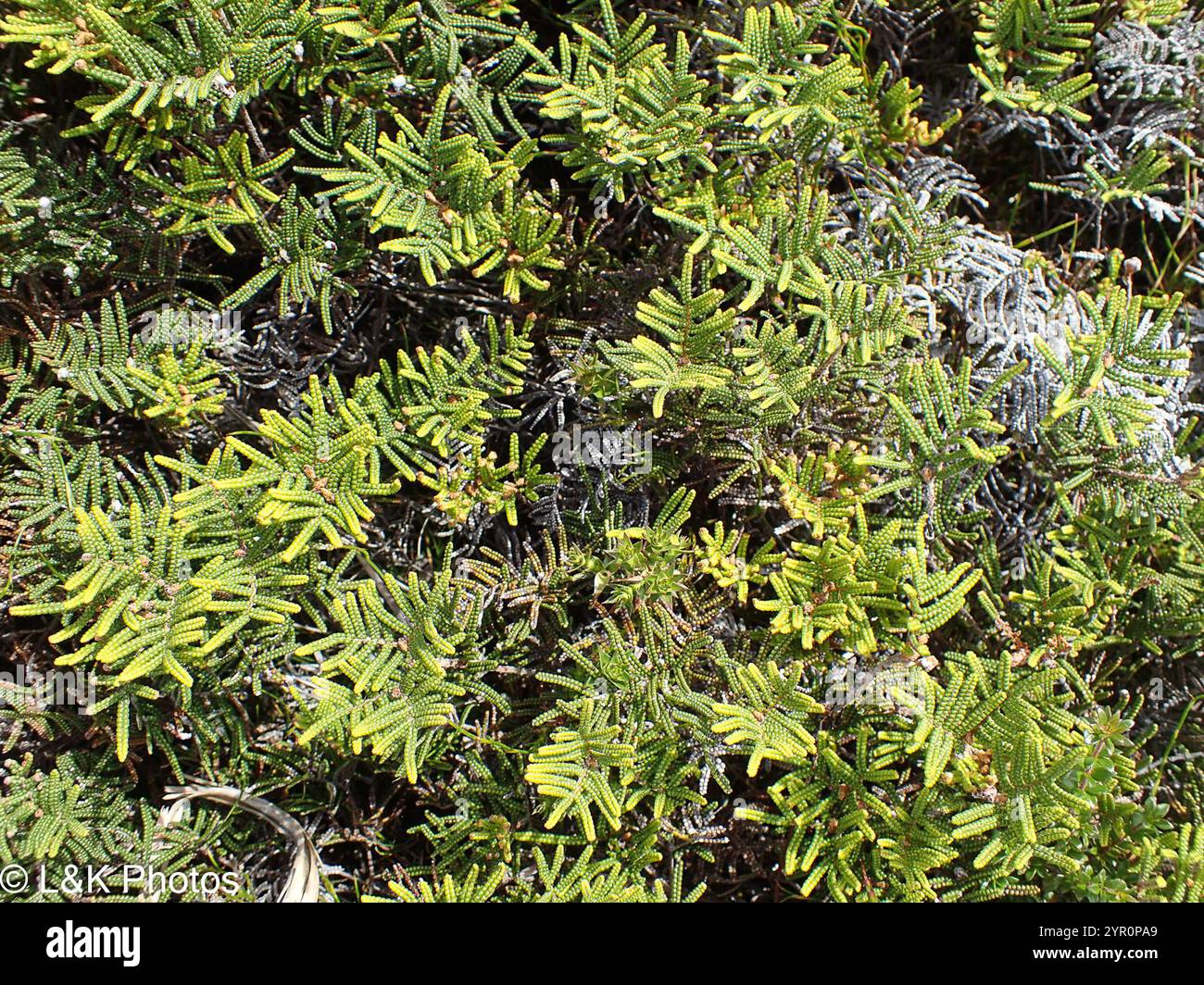 alpine coral-fern (Gleichenia alpina Stock Photo - Alamy