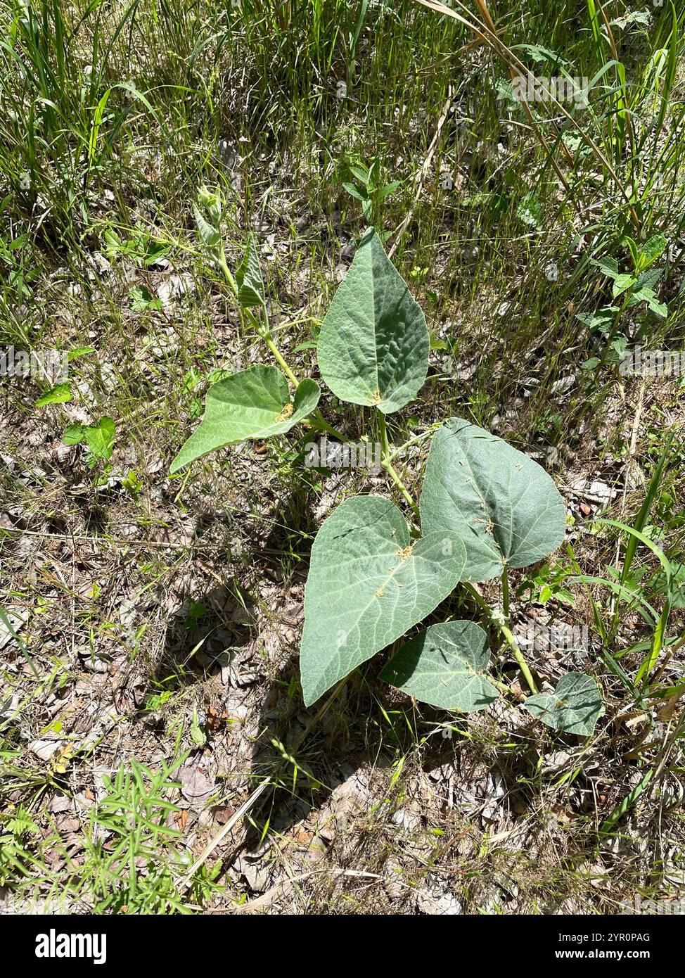 Buffalo Gourd (Cucurbita foetidissima Stock Photo - Alamy