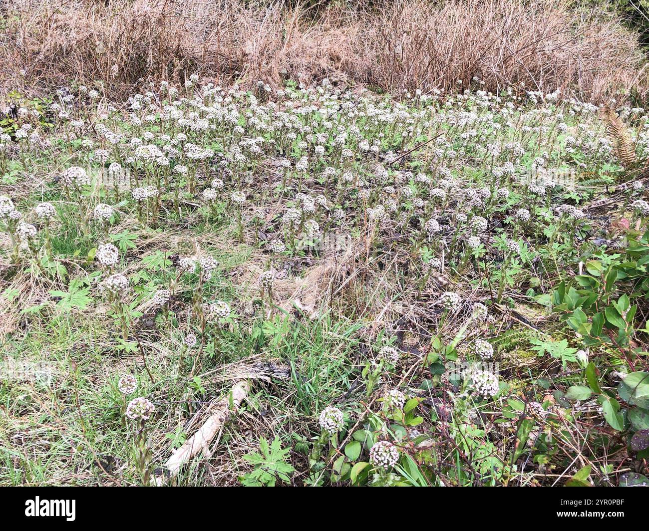 Arctic Butterbur (Petasites frigidus Stock Photo - Alamy