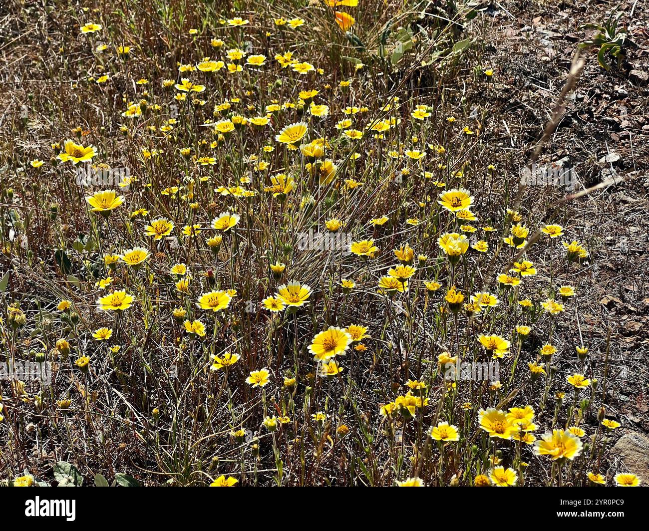 tidy tips (Layia platyglossa Stock Photo - Alamy