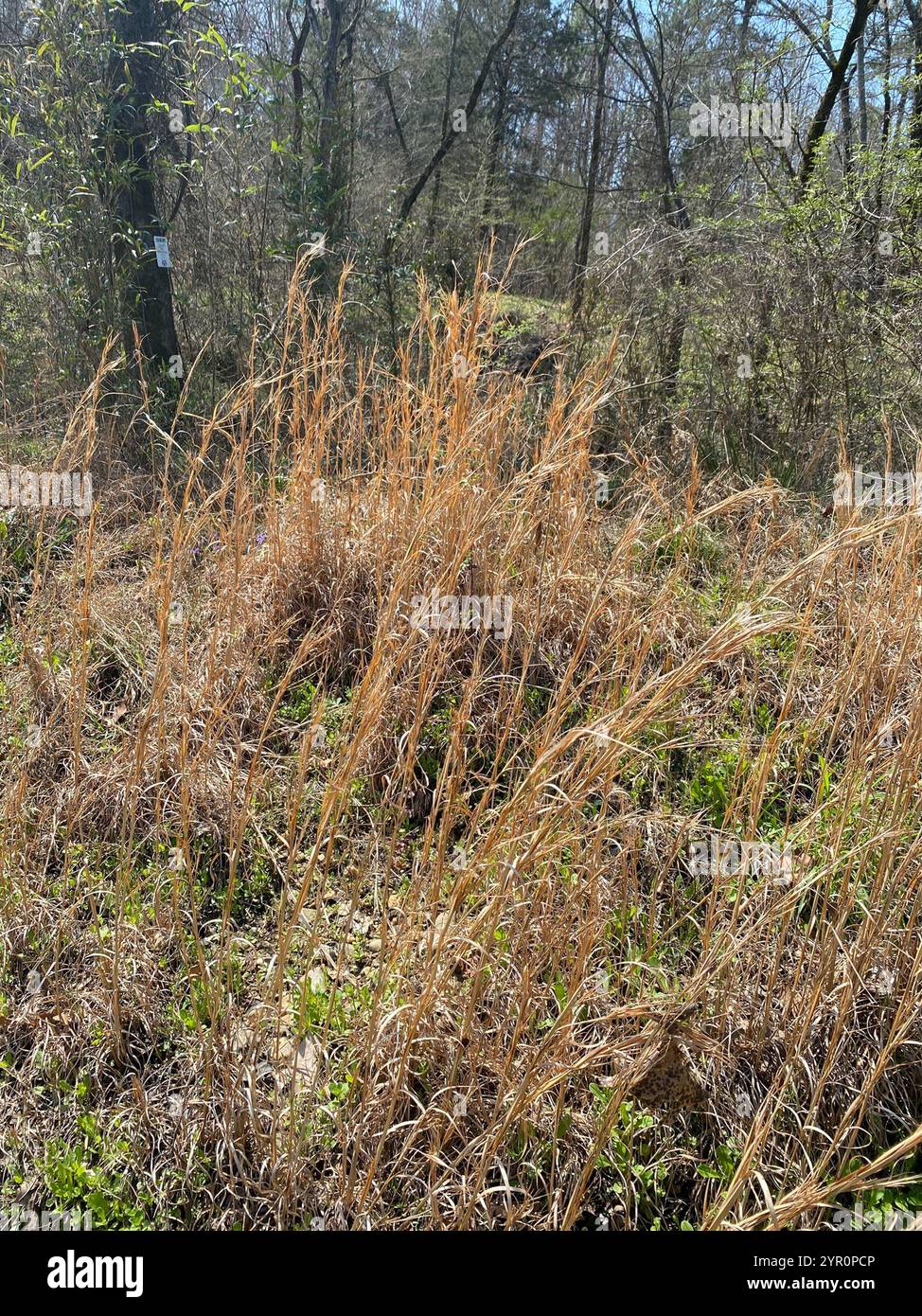 Broomsedge bluestem hi-res stock photography and images - Alamy