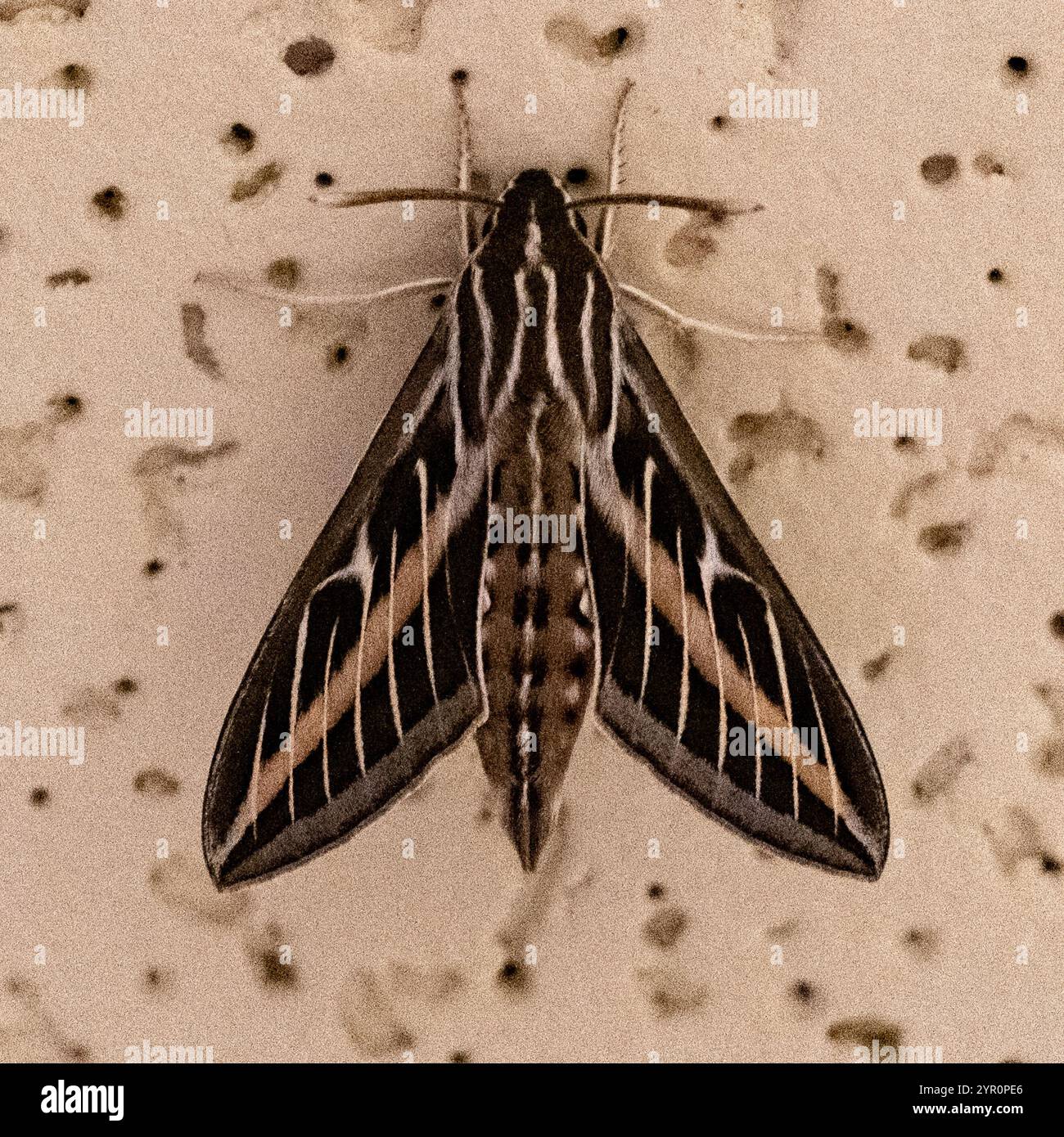 White-lined Sphinx (Hyles lineata Stock Photo - Alamy