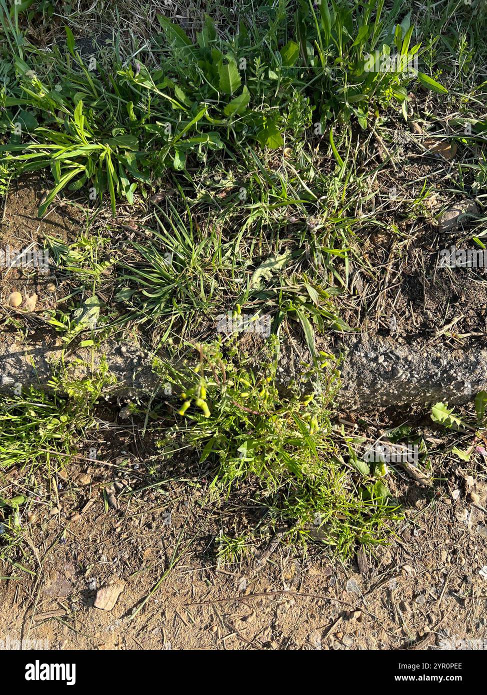 common groundsel (Senecio vulgaris Stock Photo - Alamy