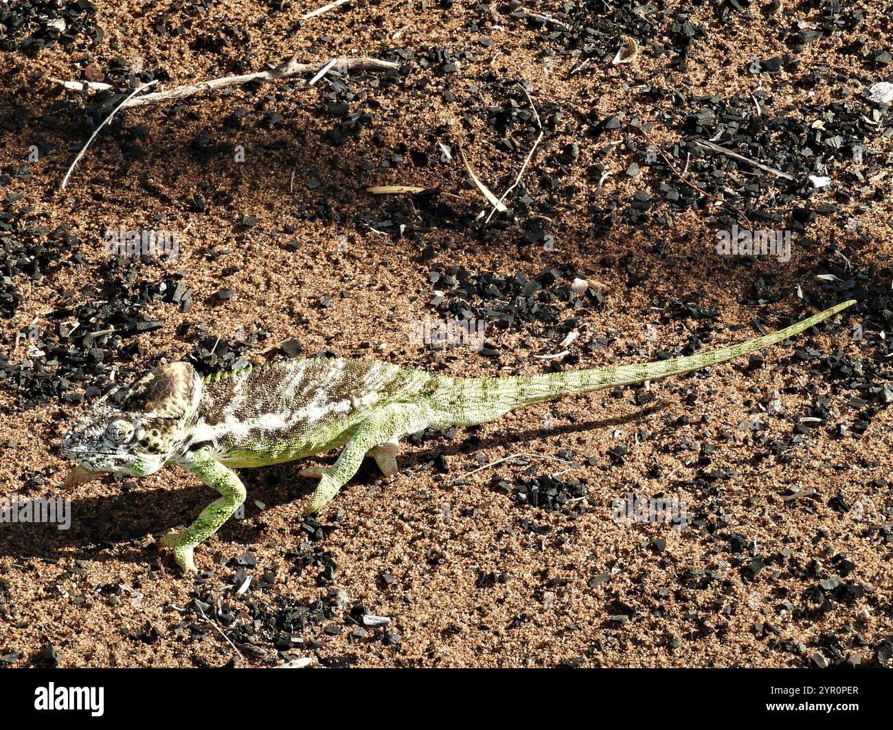 Spiny Chameleon (Furcifer verrucosus Stock Photo - Alamy