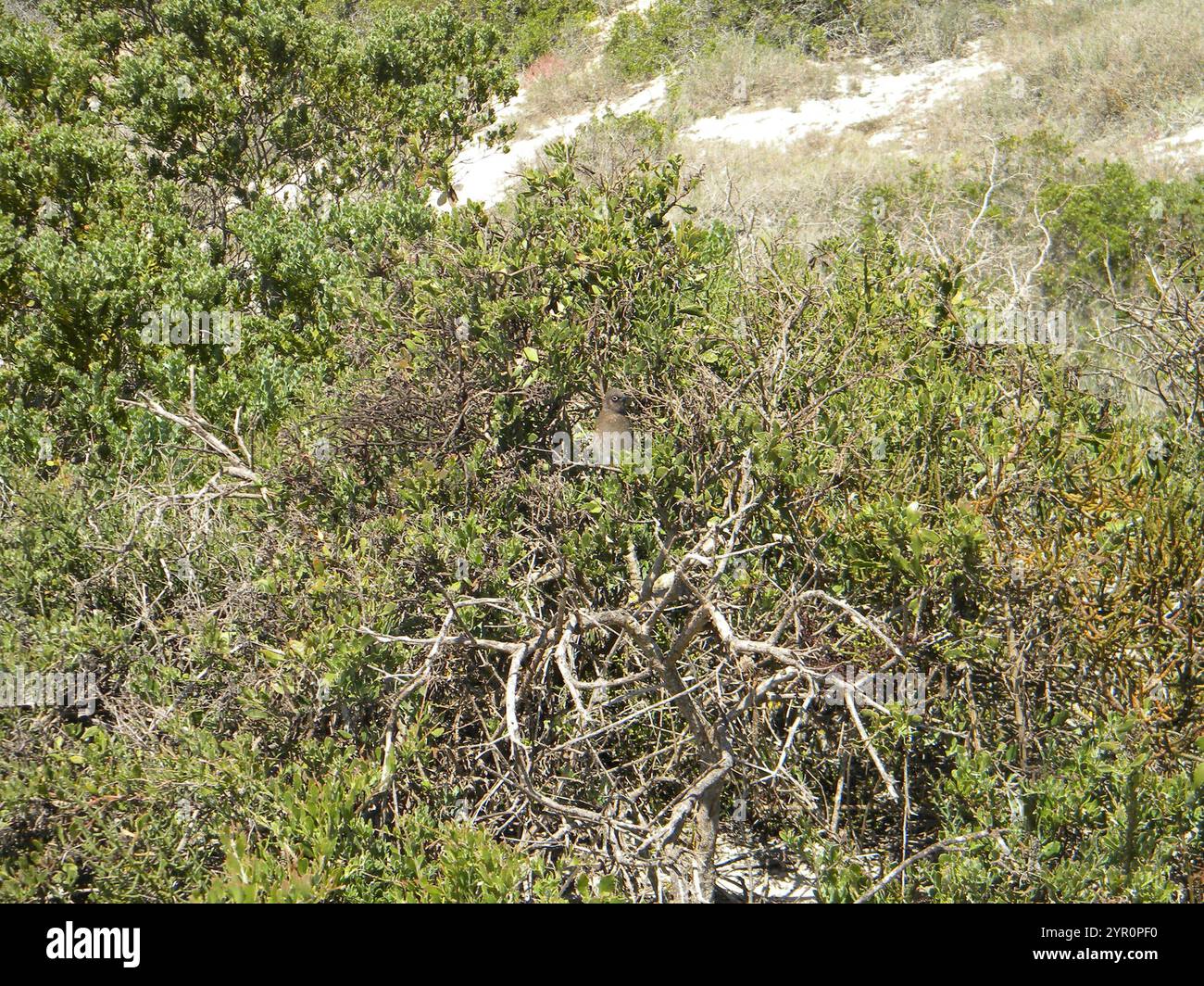 Cape Bulbul (Pycnonotus capensis Stock Photo - Alamy
