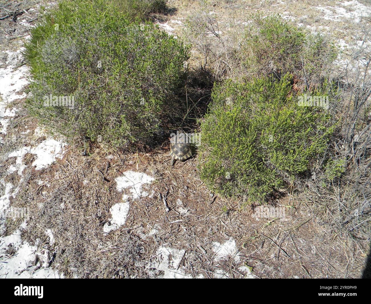 Angulate Tortoise (Chersina angulata Stock Photo - Alamy
