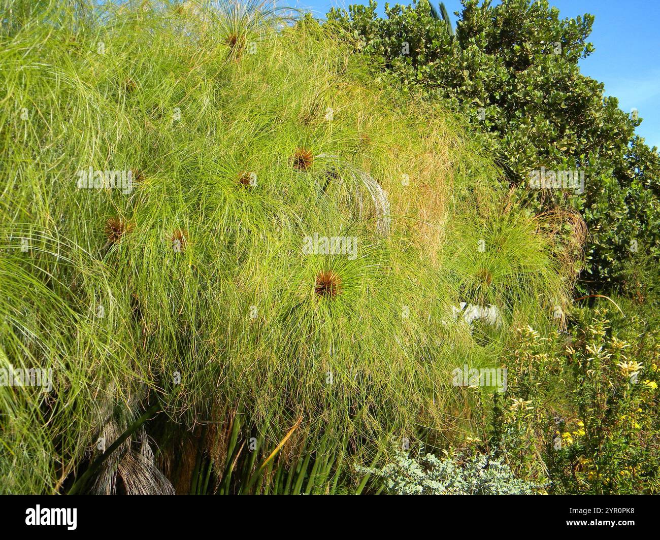 Papyrus sedge (Cyperus papyrus Stock Photo - Alamy