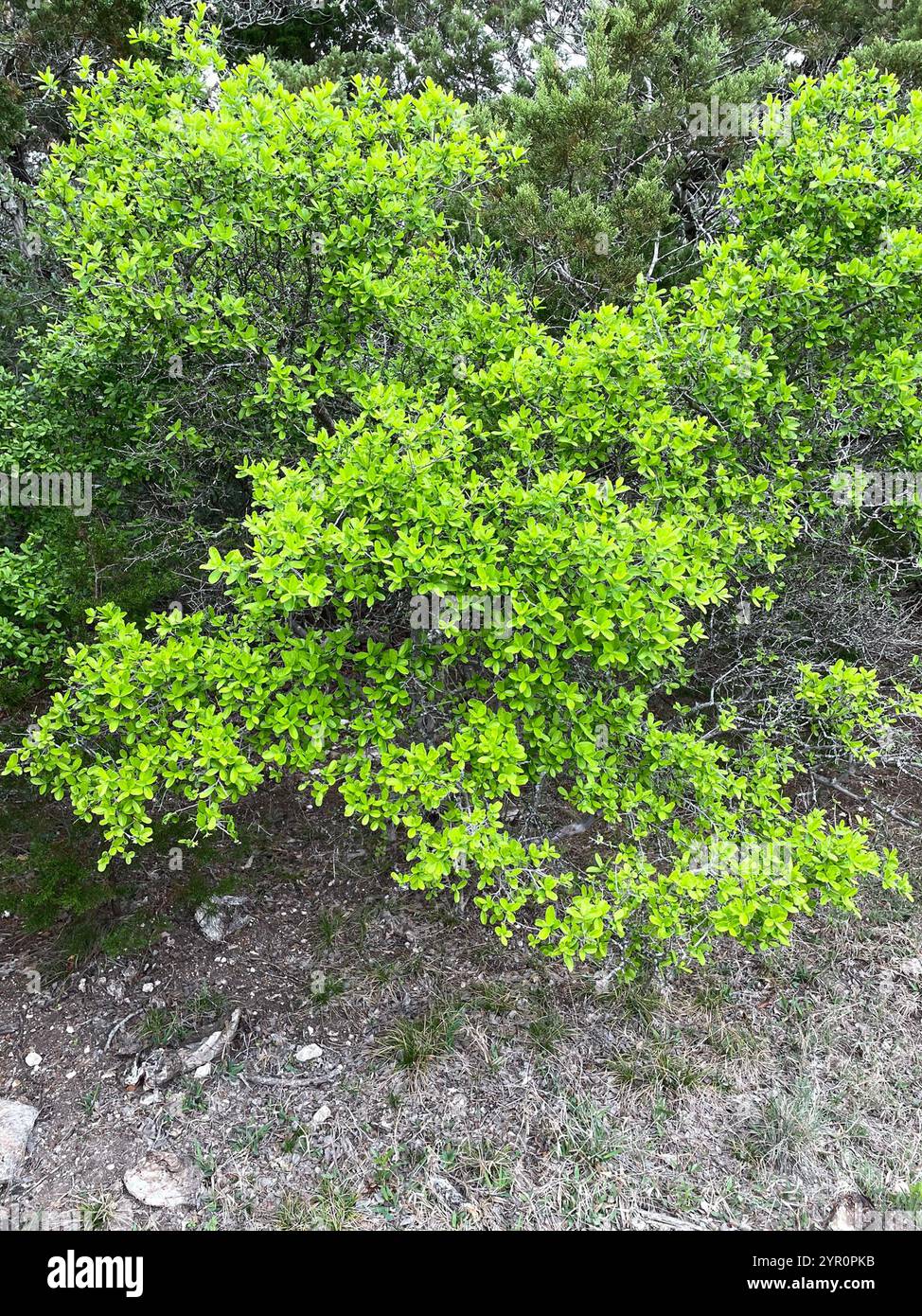 Texas Persimmon (Diospyros texana Stock Photo - Alamy