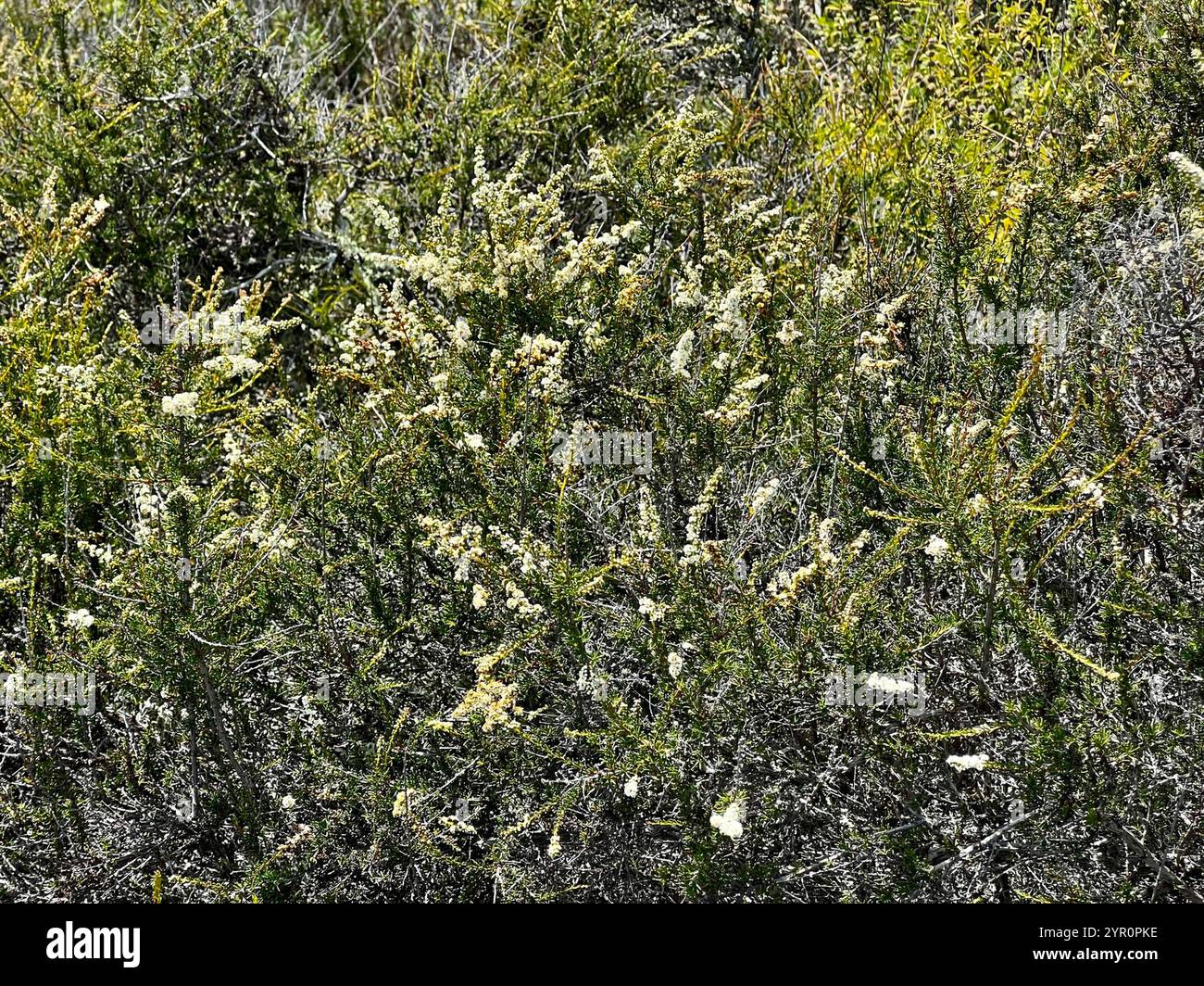 chamise (Adenostoma fasciculatum Stock Photo - Alamy