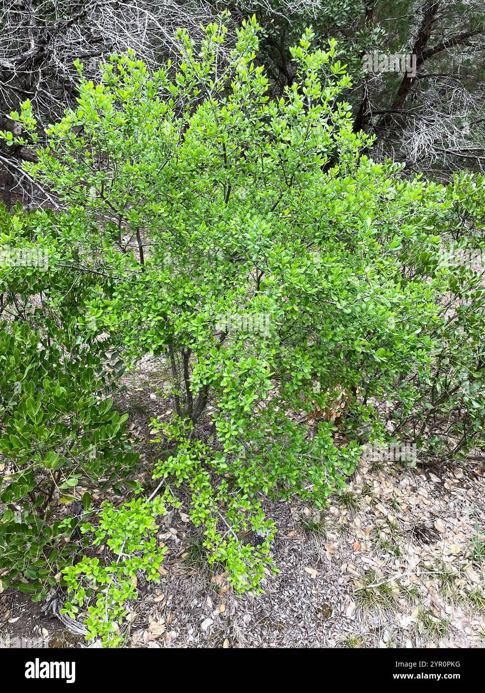 Texas Persimmon (Diospyros texana Stock Photo - Alamy