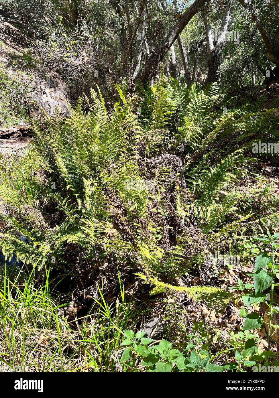 giant chain fern (Woodwardia fimbriata Stock Photo - Alamy