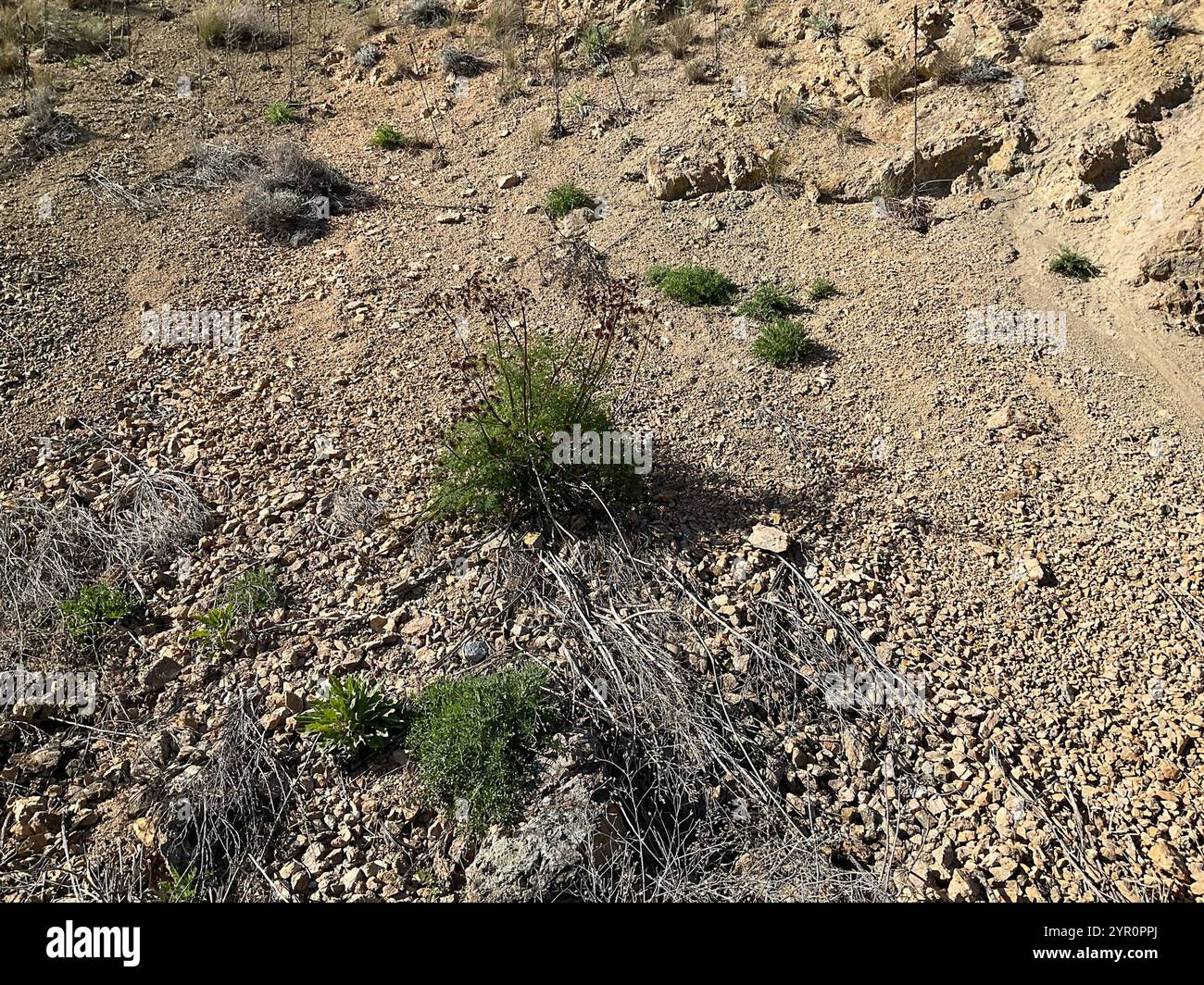 Biscuitroot hi-res stock photography and images - Alamy