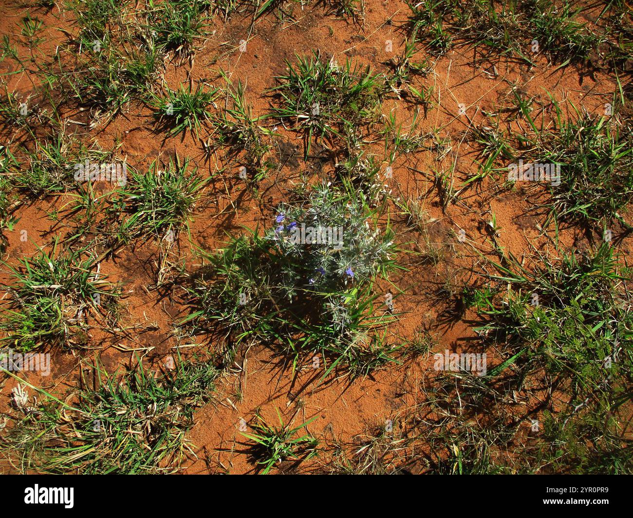 Scoliid Wasps (Scoliidae Stock Photo - Alamy