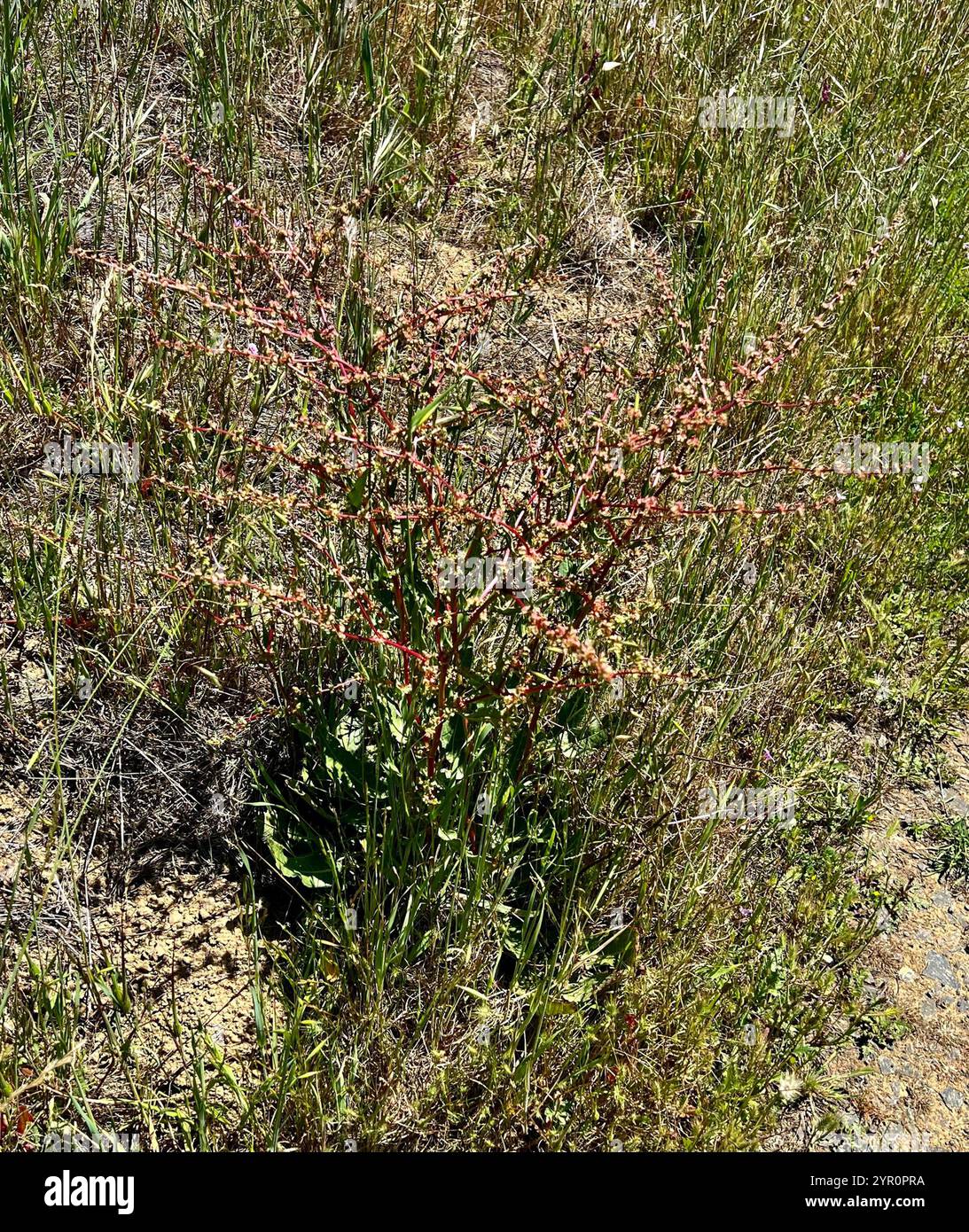 fiddle dock (Rumex pulcher Stock Photo - Alamy