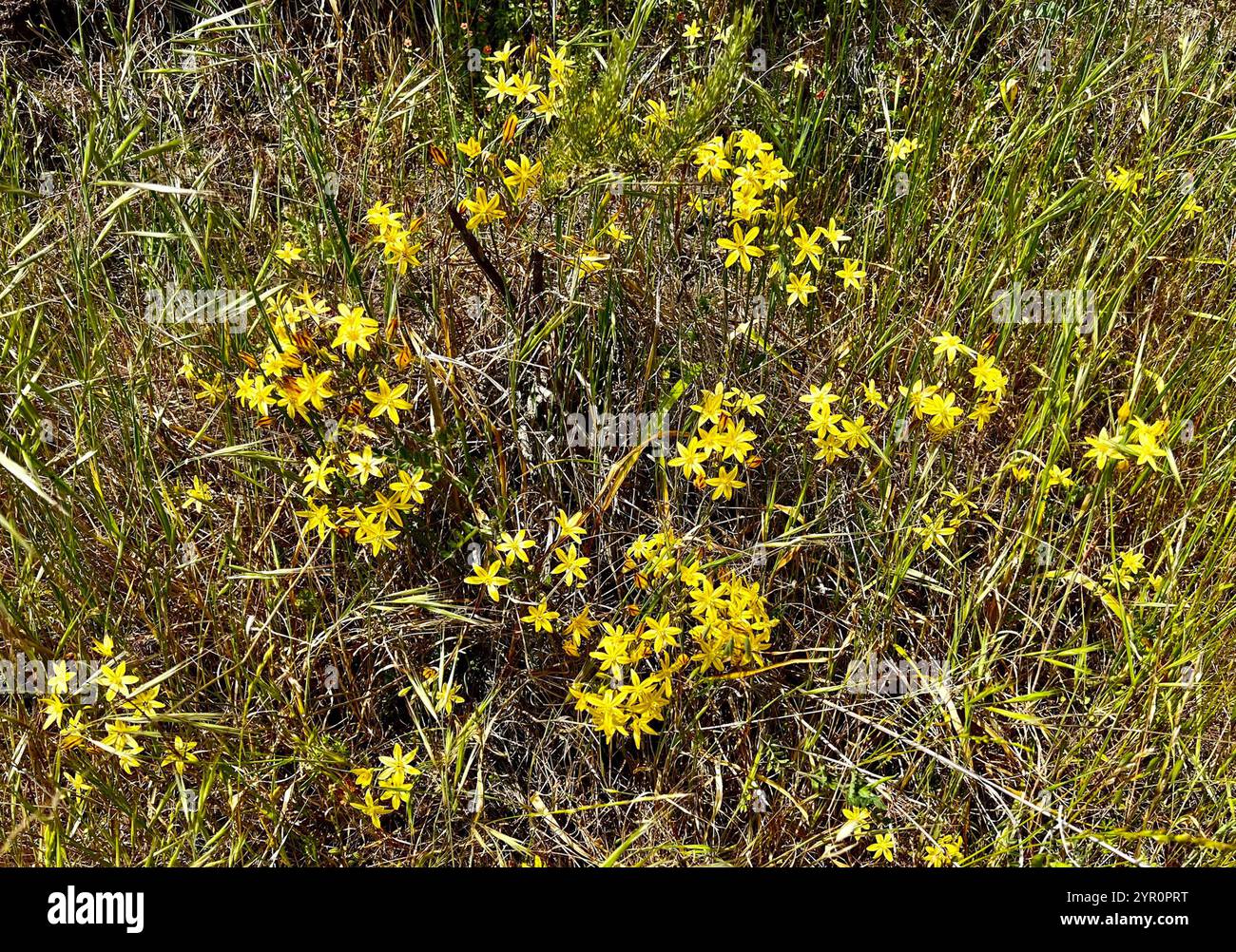 golden brodiaea (Triteleia ixioides ixioides Stock Photo - Alamy