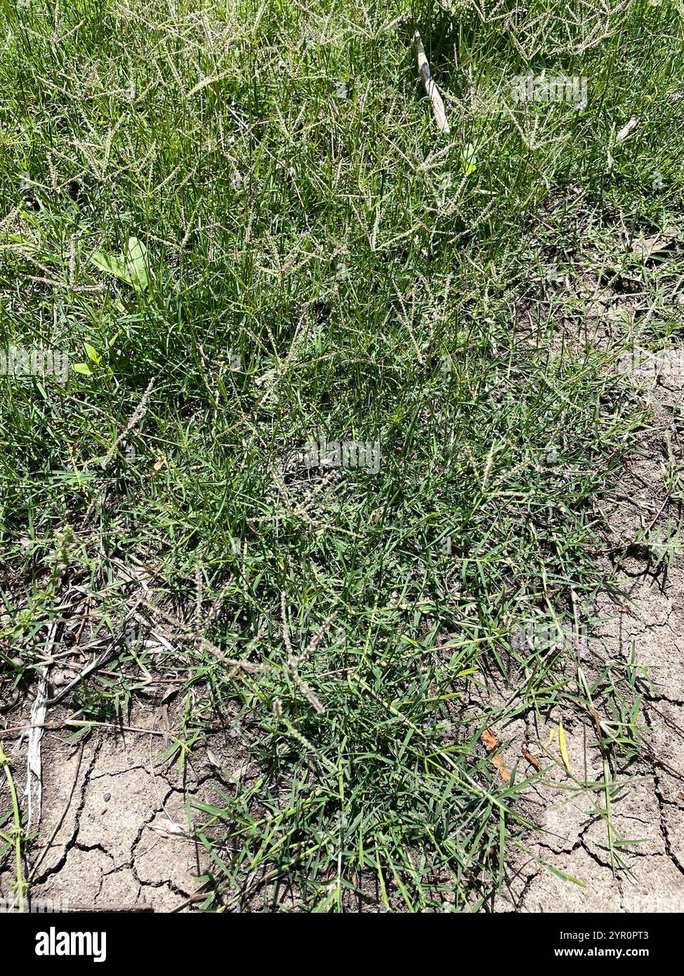 Bermuda grass (Cynodon dactylon Stock Photo - Alamy