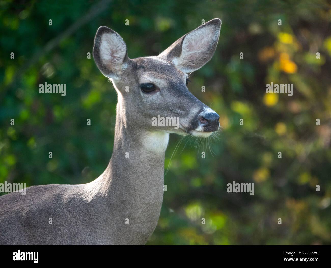 Portrait of a whitetail deer doe in winter with gray coat Stock Photo ...