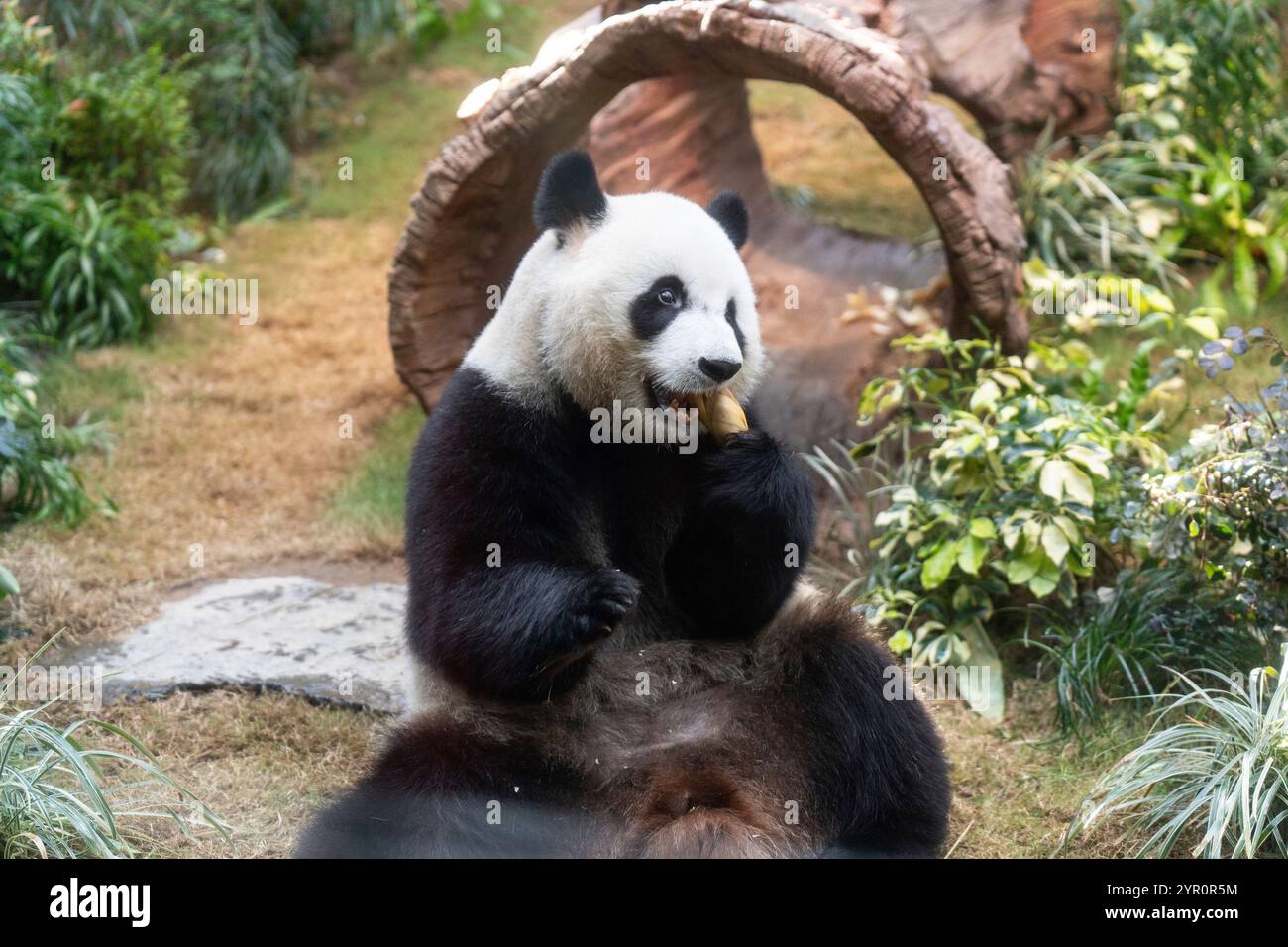 The Beijing-gifted giant panda Ke Ke makes her debut appearance to media in Ocean Park during a ...