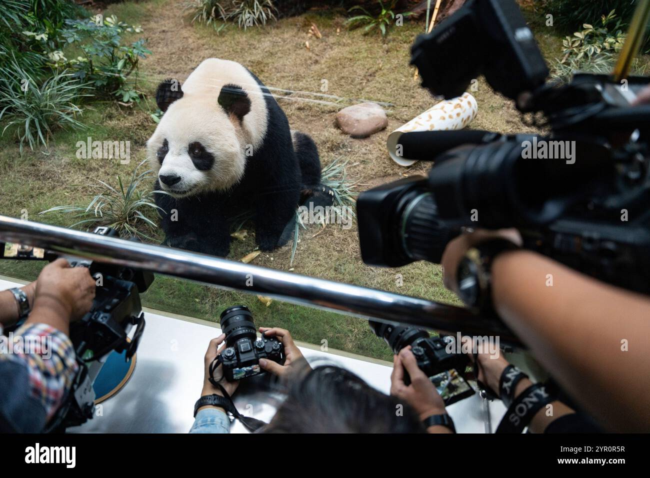The Beijing-gifted giant panda An An makes his debut appearance to ...