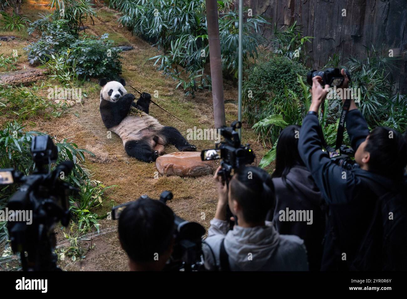 The Beijing-gifted giant panda An An makes his debut appearance to ...