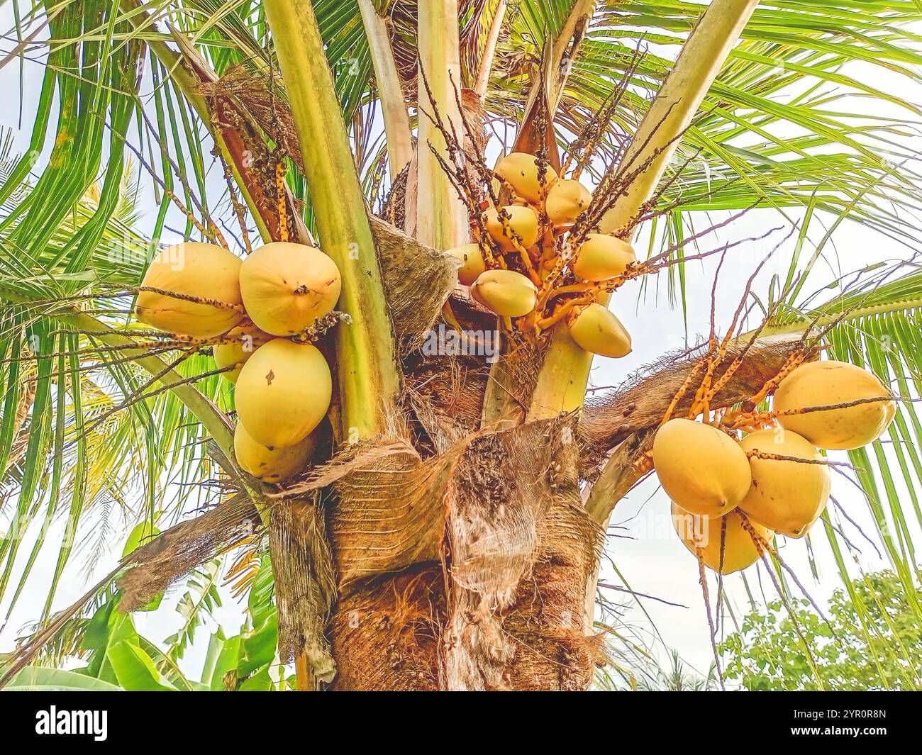yellow coconut tree in sunlight, natural tropical scene Stock Photo - Alamy