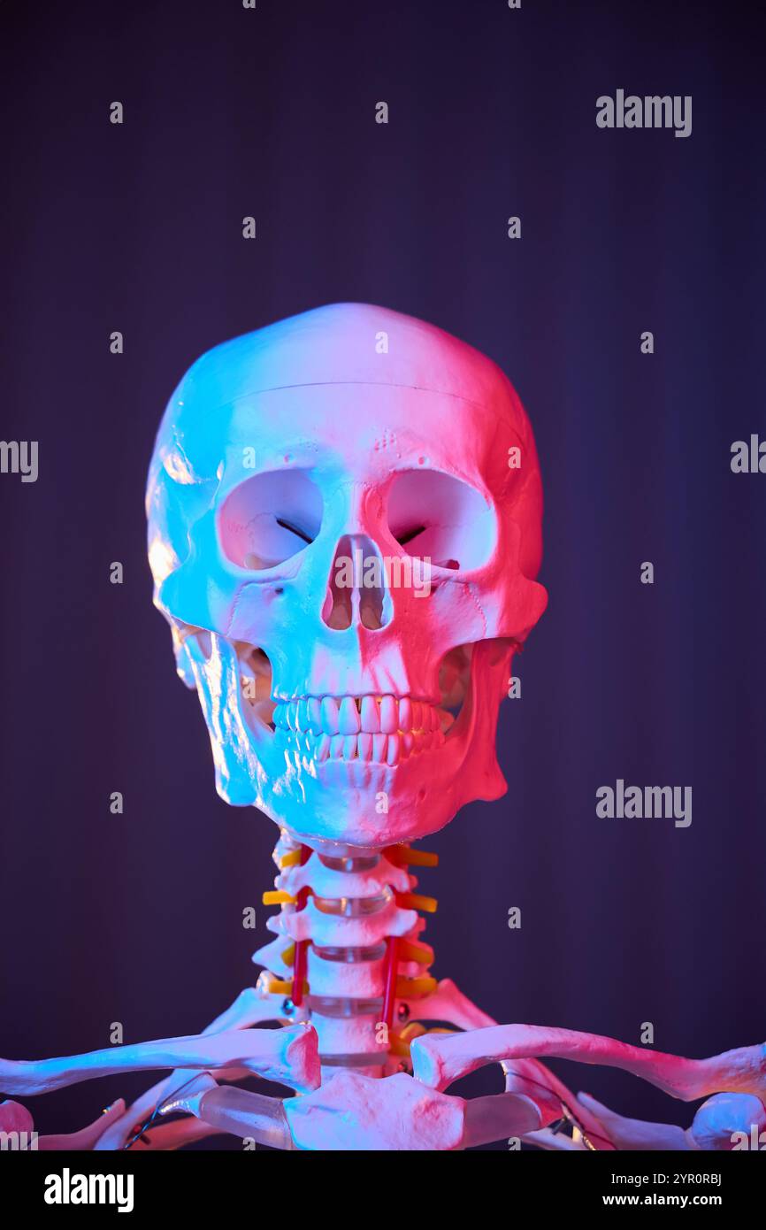 Skull, neck and collarbones of human skeleton in blue and pink neon ...
