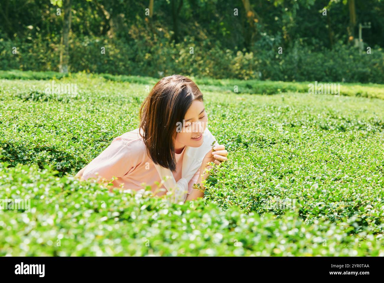 The woman standing in the middle of the green maze Stock Photo - Alamy