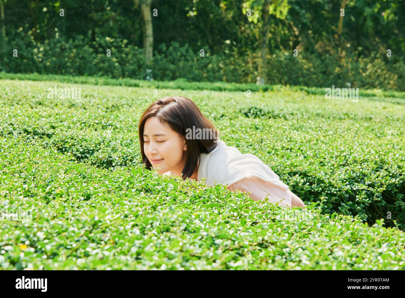 The woman standing in the middle of the green maze Stock Photo - Alamy