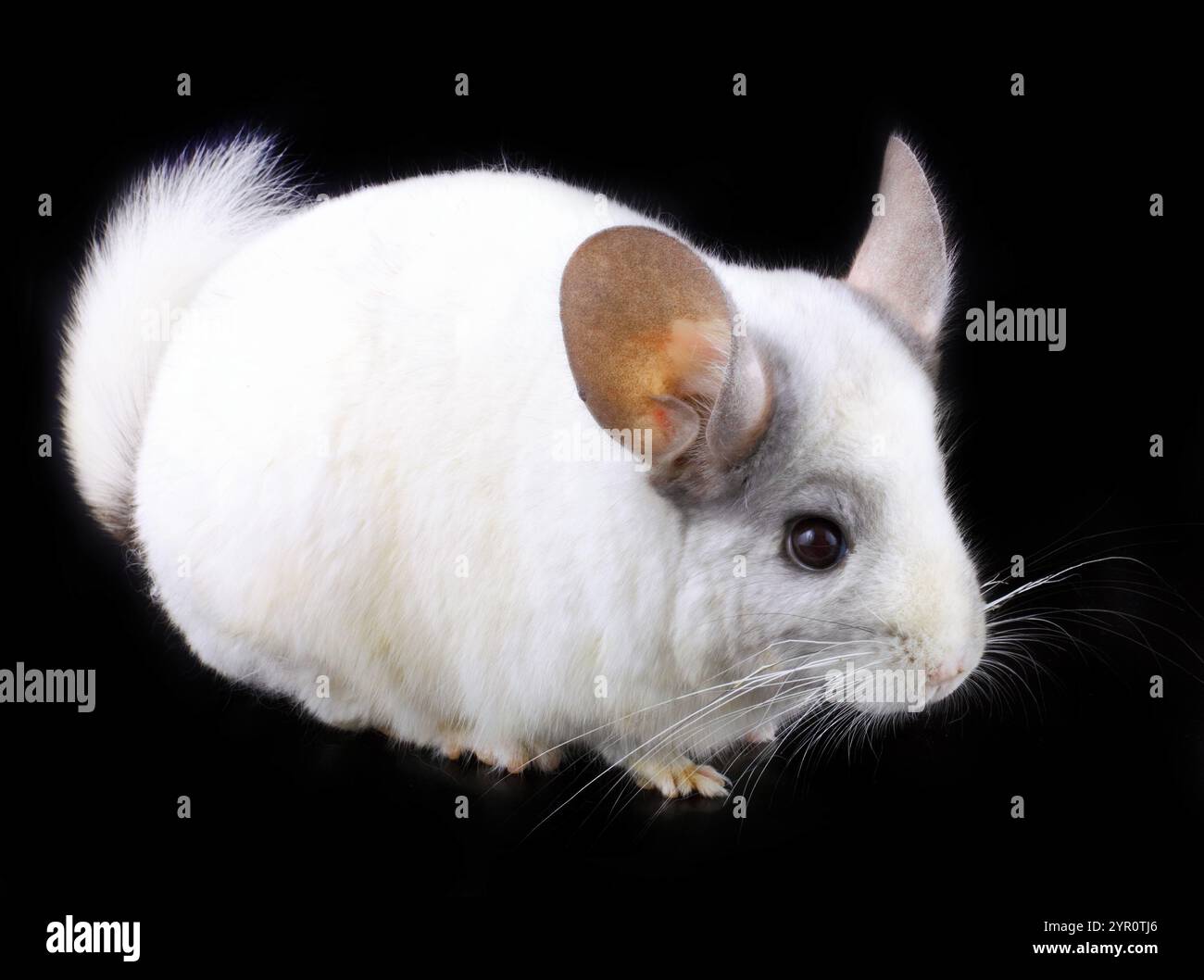 Ebonite hi-res stock photography and images - Alamy