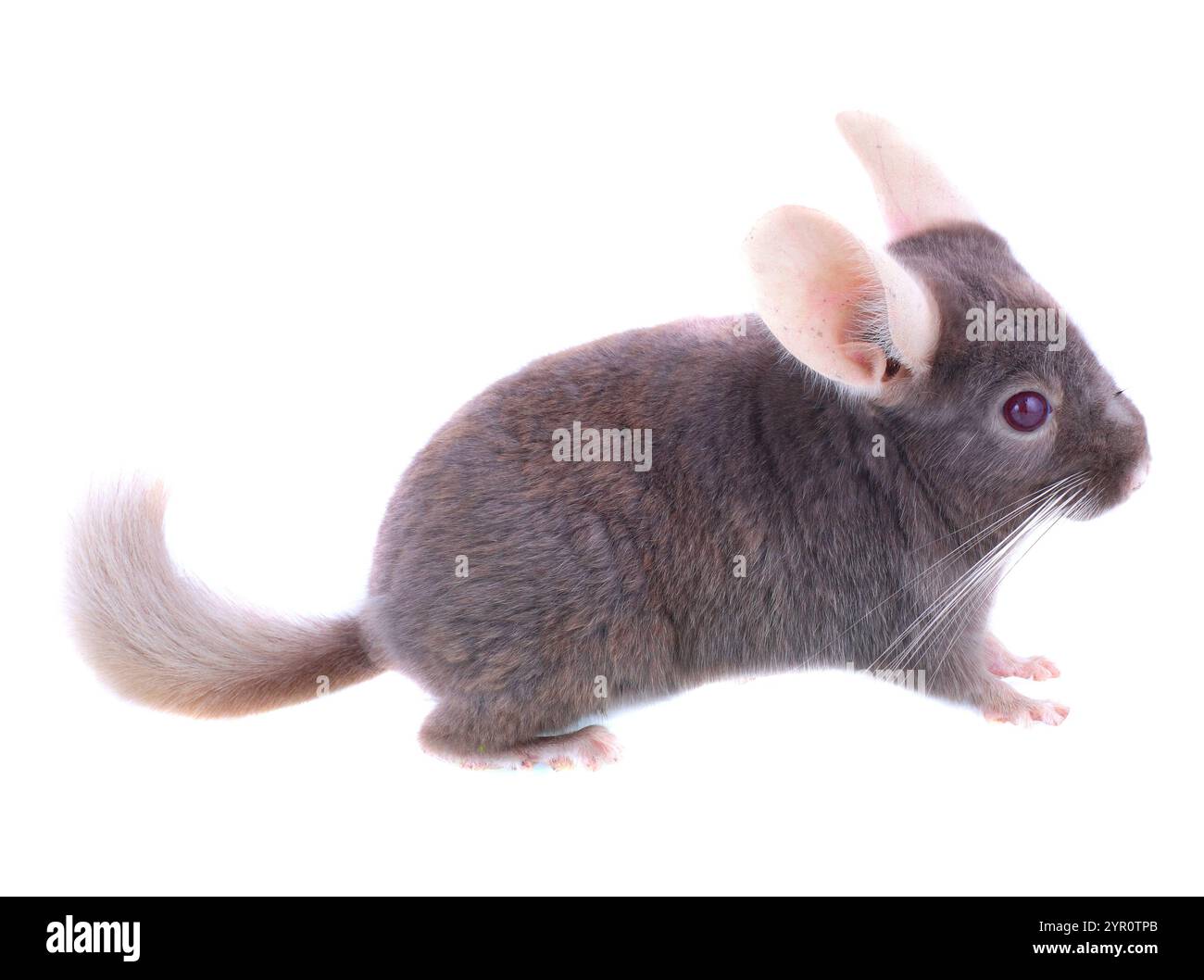 Violet ebonite chinchilla on white background. Isolated Stock Photo - Alamy