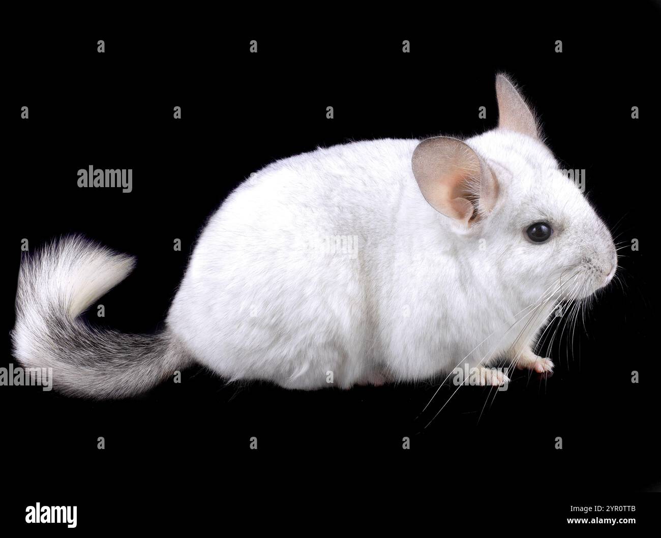 Chinchilla lanigera eating hi-res stock photography and images - Alamy