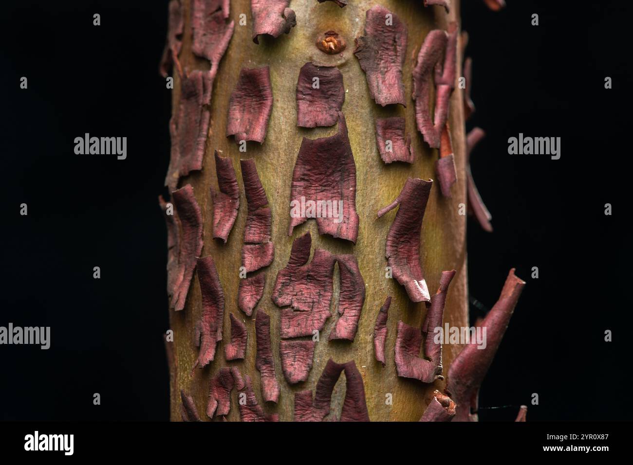A macro photo of Pacific Madrone (Arbutus menziesii) bark cracking ...