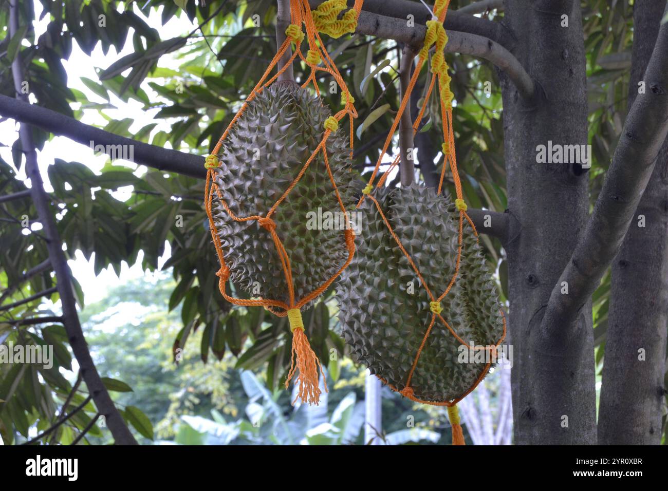 Two durian fruits ripens on small branch of tree, held in orange nylon ...