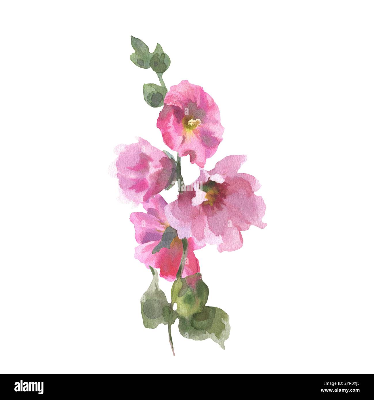 Malva sylvestris drawing hi-res stock photography and images - Alamy