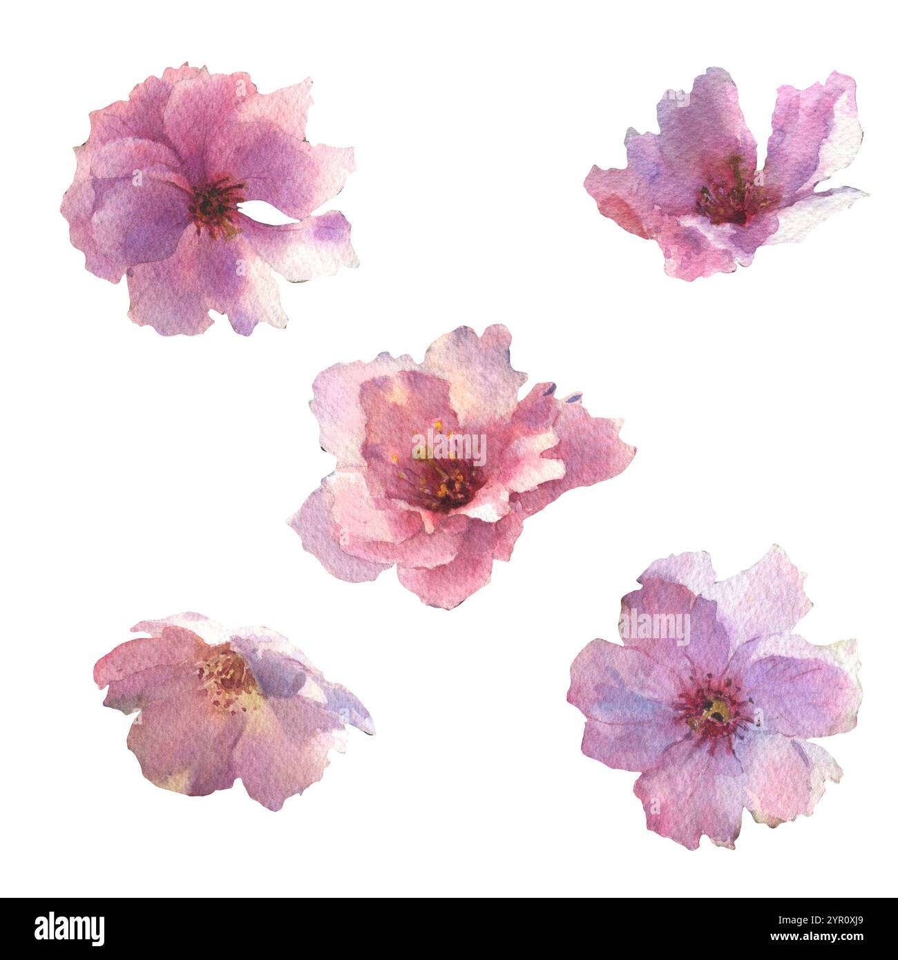Set of pink flowers watercolor. Cherry blossom, Elements of Japanese ...