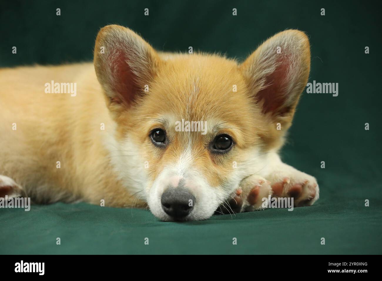 Cute small pembroke welsh corgi puppy Stock Photo - Alamy